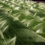 Sisteme de irigatii prin picurare, prin aspersie, microaspersie, ceata ...