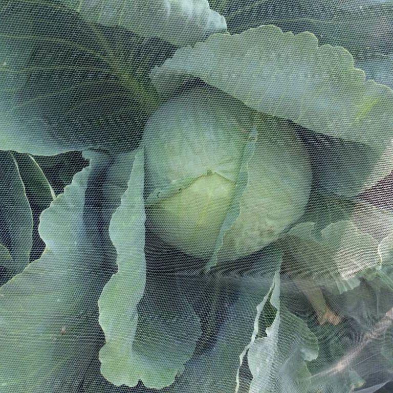 Plasă Anti Insecte GeoInsect20 Folie solar | Plasa umbrire | Mulcire ...