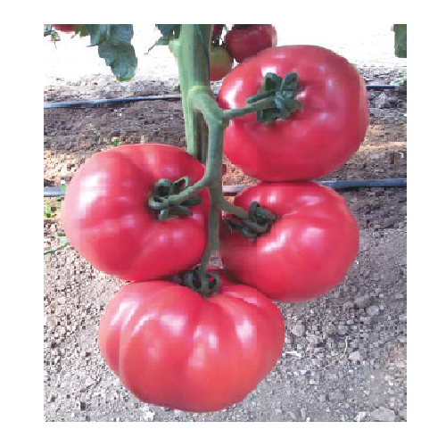 Rasaduri de rosii roz Pink Rock F1 - hibrid extra-timpuriu de tomate cu ...