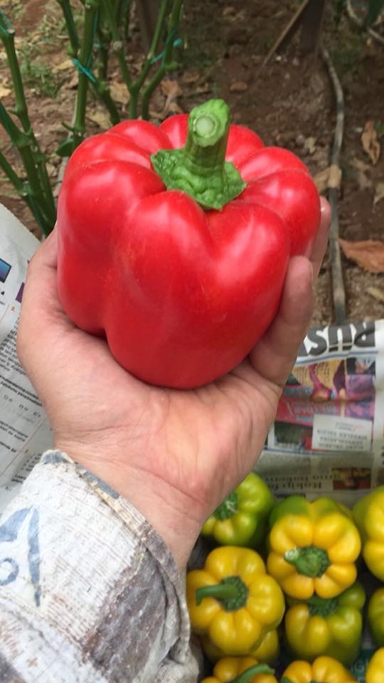 Rasad ardei gras rosu, cu fructe foarte calitative Folie solar | Plasa ...